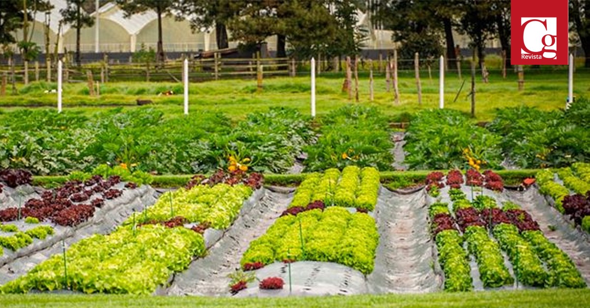Asociaciones de productores rurales de San Andrés, Amazonas, Vaupés y ...